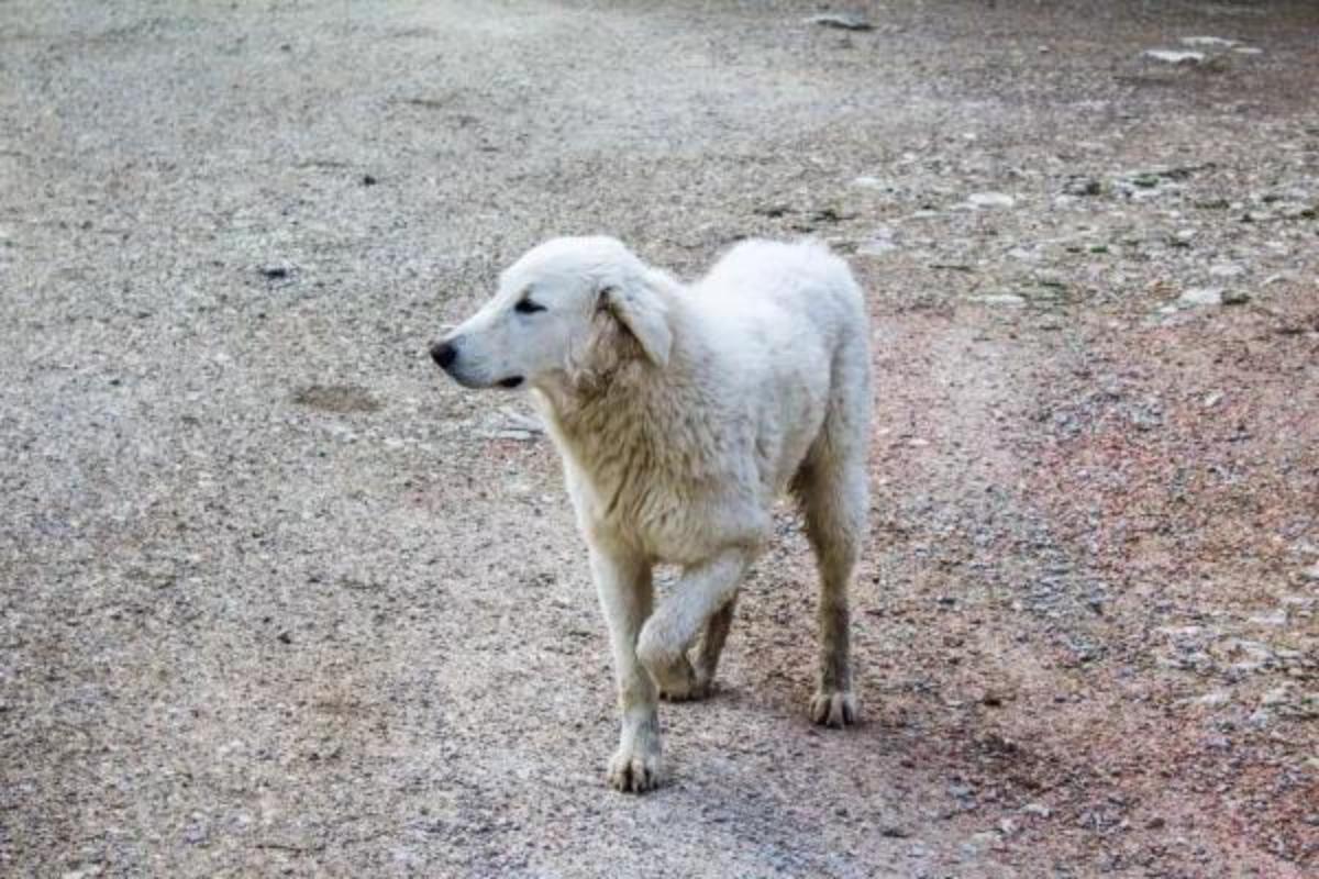 My Dog Is Shivering But It's Not Cold - Causes and Treatment