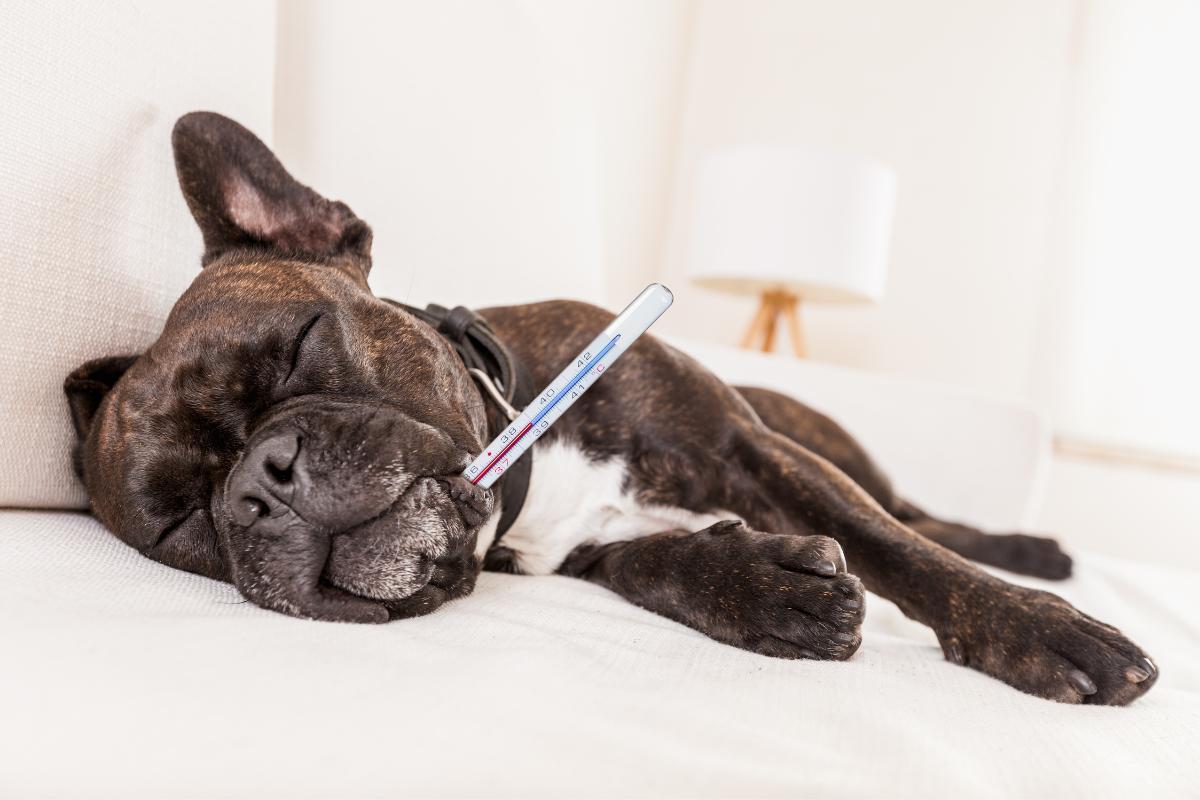 My Dog Is Shivering But It's Not Cold - Causes and Treatment