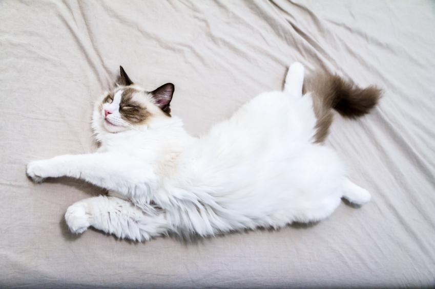 Health Problems of Ragdoll Cats - Symptoms to Look Out For