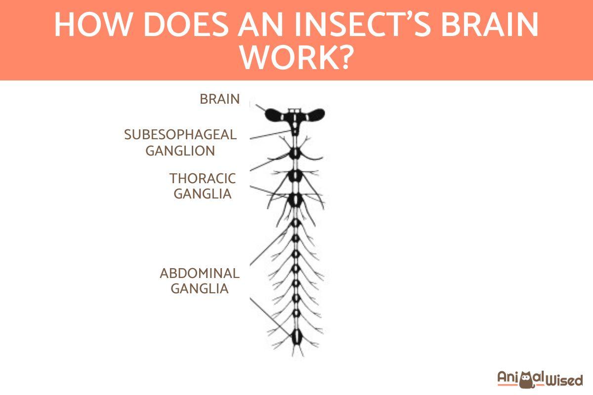 Do Insects Have Brains? - A Closer Look at Insects and Their Brains