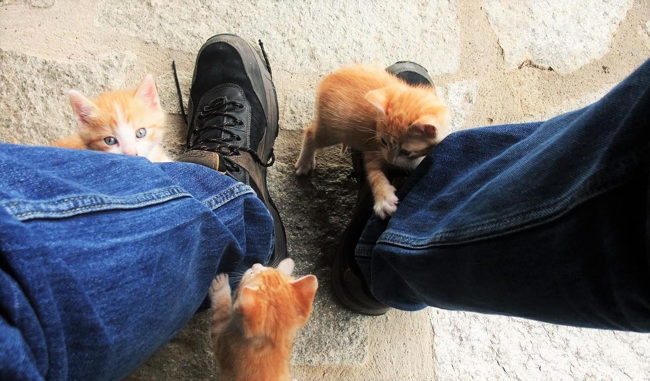 Why Does My Cat Attack Me? - Understanding Cat Aggression