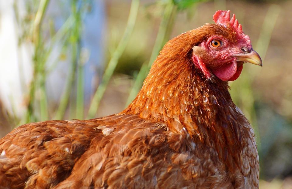 Poultry Red Mite - Symptoms, Treatment and Prevention