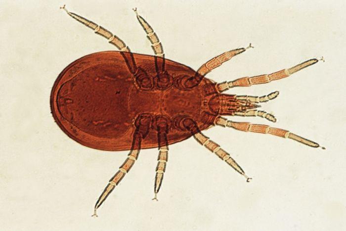 Poultry Red Mite - Symptoms, Treatment and Prevention