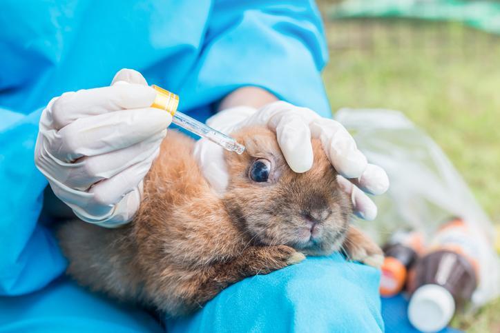 Conjunctivitis in Rabbits - Causes, Symptoms and Treatment - EVERYTHING ...