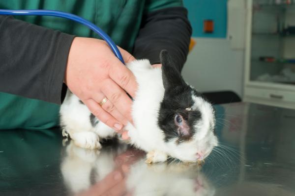 Conjunctivitis in Rabbits - Causes, Symptoms and Treatment - EVERYTHING ...
