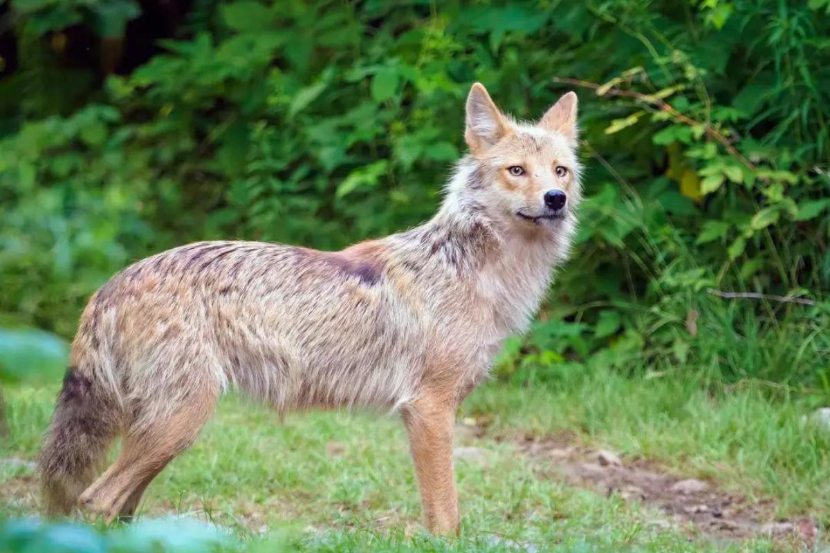 6 Different Types of Coyote Species - With Photos