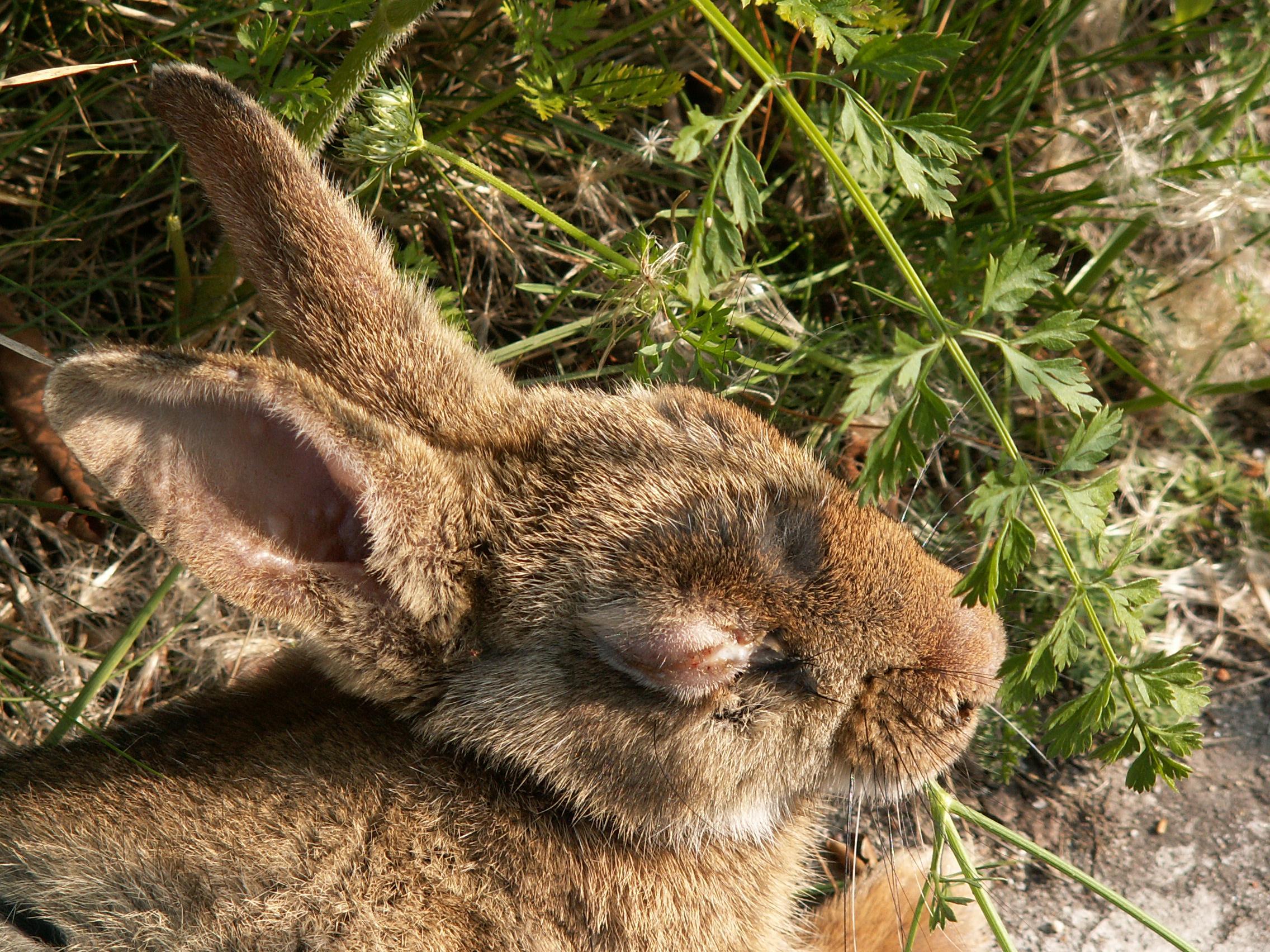 Conjunctivitis in Rabbits - Causes, Symptoms and Treatment - EVERYTHING ...