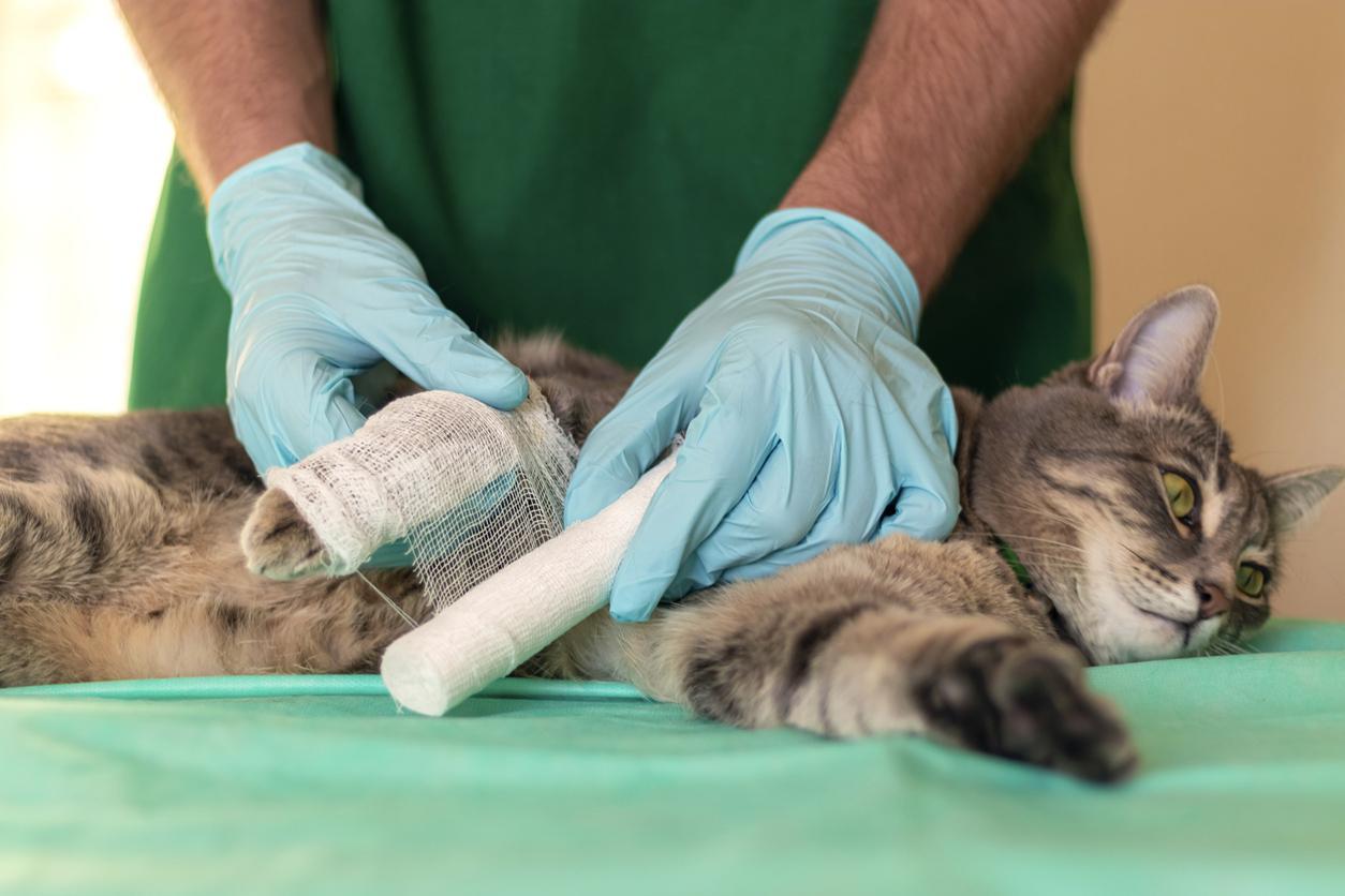 My Cat's Paw Is Swollen - Causes and Treatment of Swollen Cat Paws