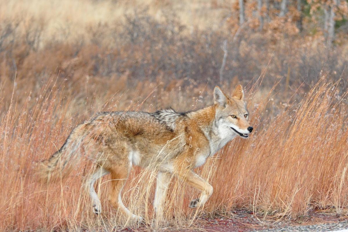 6 Different Types of Coyote Species - With Photos