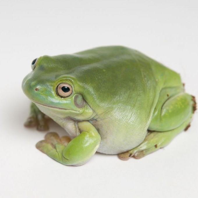 Step by Step Guide to Preparing a Terrarium for a Green Tree Frog