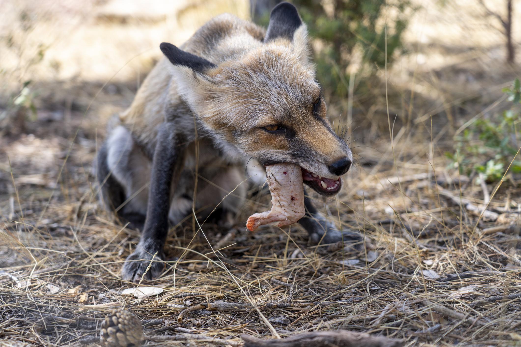 What Do Foxes Prey On? - Are Foxes Dangerous?