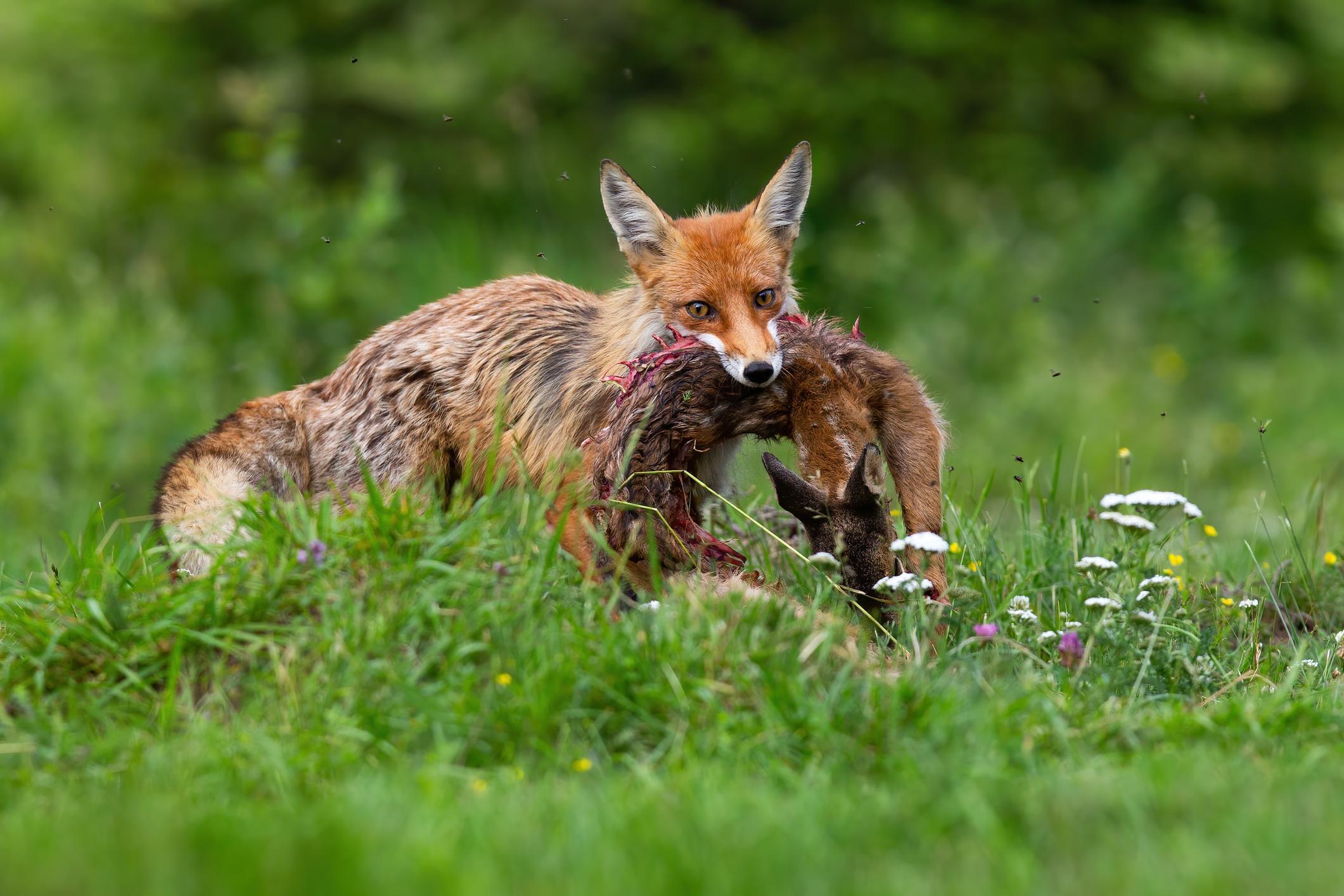 What Do Foxes Prey On? - Are Foxes Dangerous?