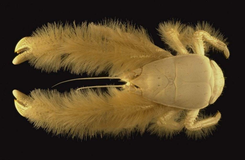 10 Animals That Breathe Through Gills - With Photos