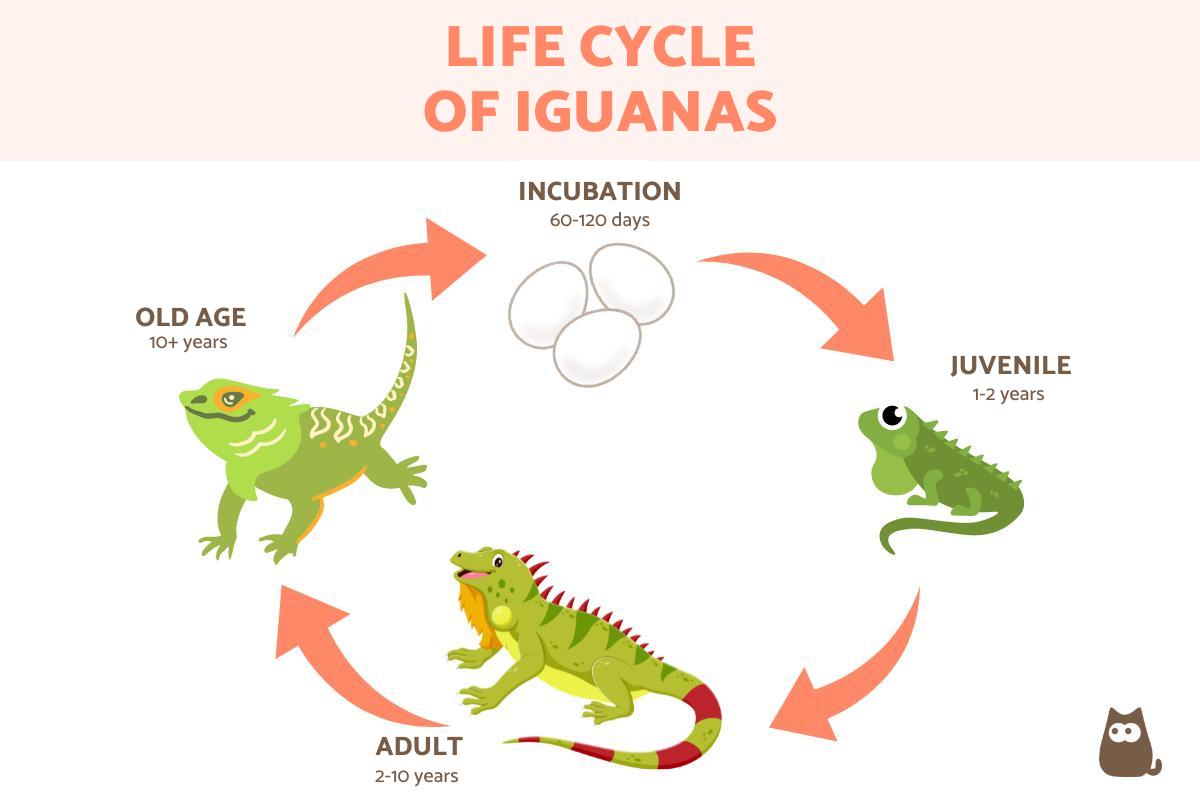 How Long Do Iguanas Live in Captivity vs. the Wild? - Iguana Life Expectancy