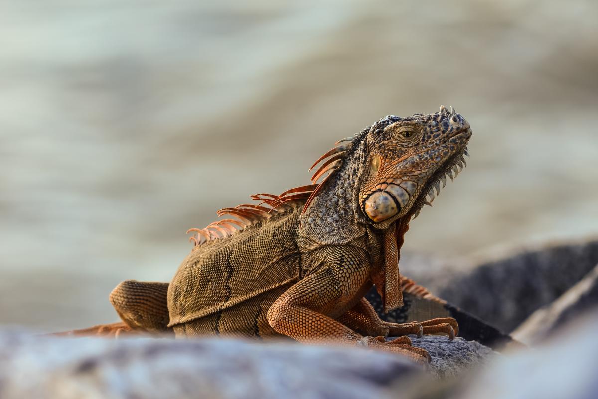 How Long Do Iguanas Live in Captivity vs. the Wild? - Iguana Life ...