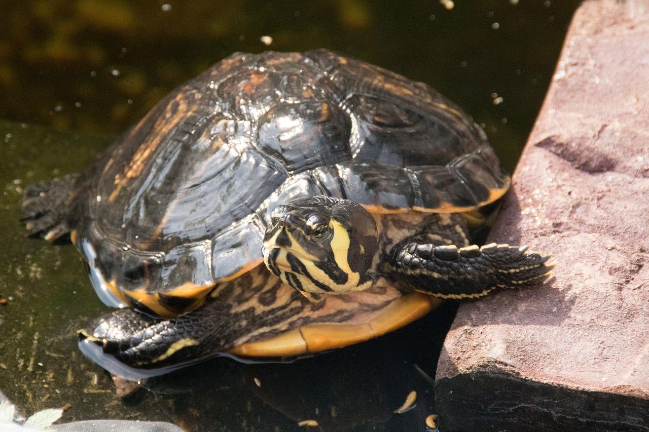How To Care For A Yellow-Bellied Slider Turtle - Complete Guide