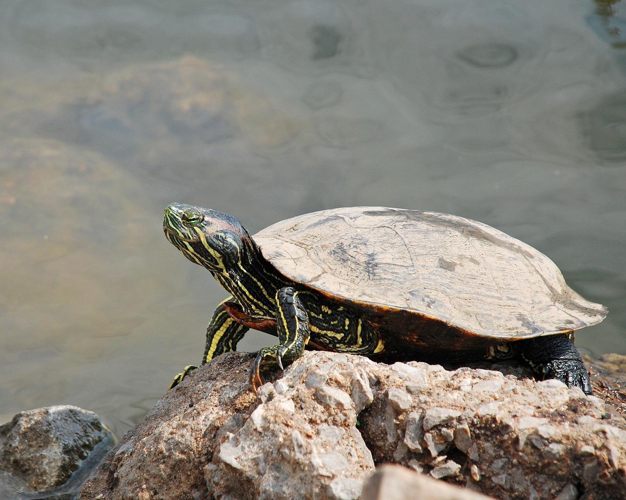 How To Care For A Yellow-Bellied Slider Turtle - Complete Guide