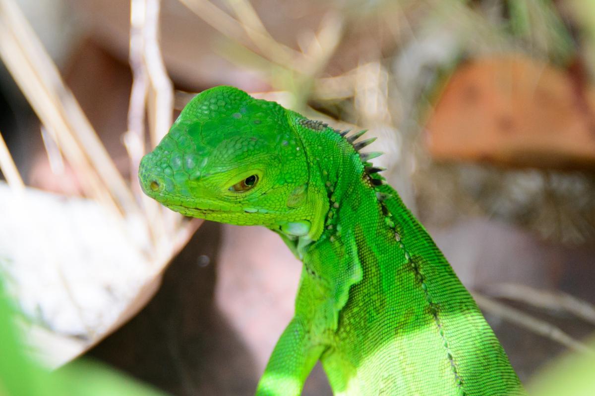 How Long Do Iguanas Live in Captivity vs. the Wild? - Iguana Life ...