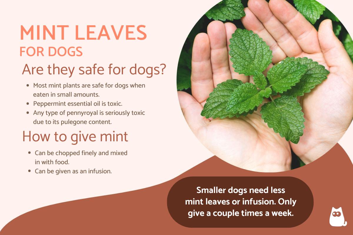 Can Dogs Eat Mint Leaves? - Types of Mint for Dogs