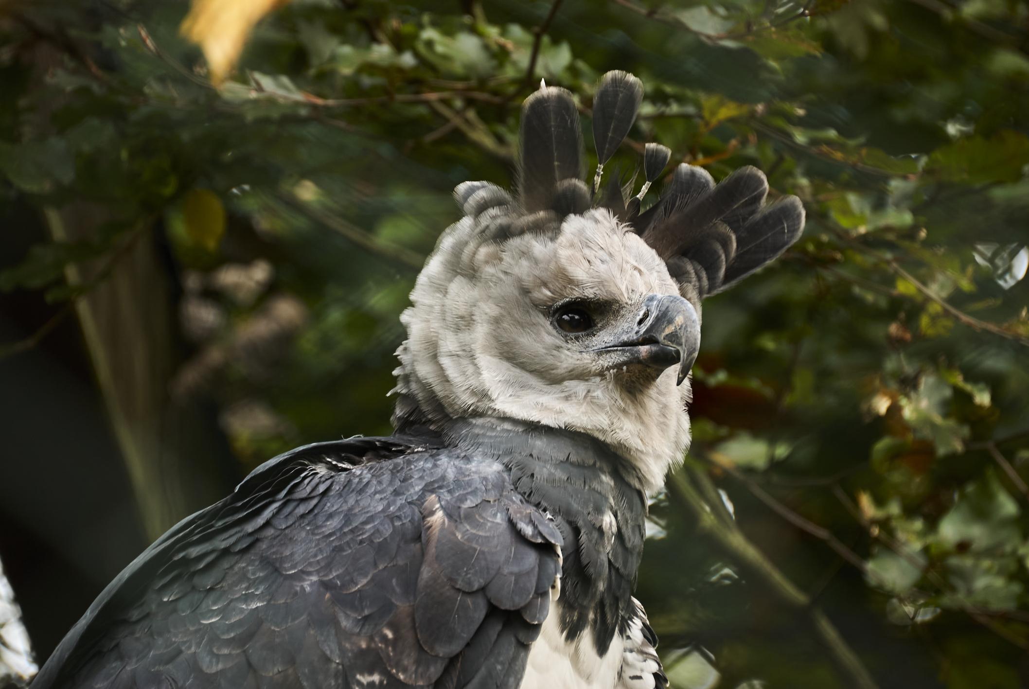 Carnivorous Birds List - Examples of Birds of Prey With Photos