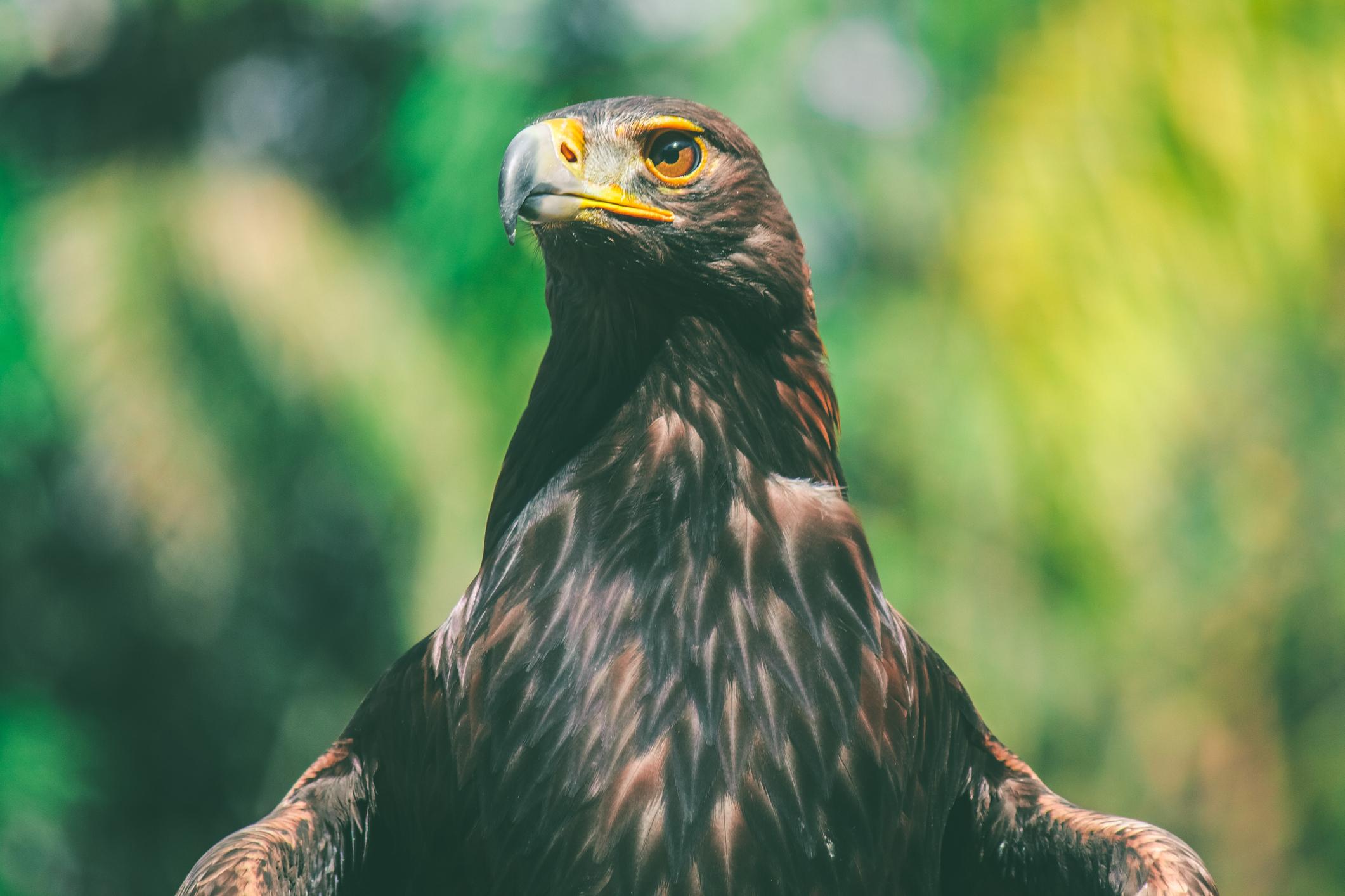 Carnivorous Birds List - Examples of Birds of Prey With Photos