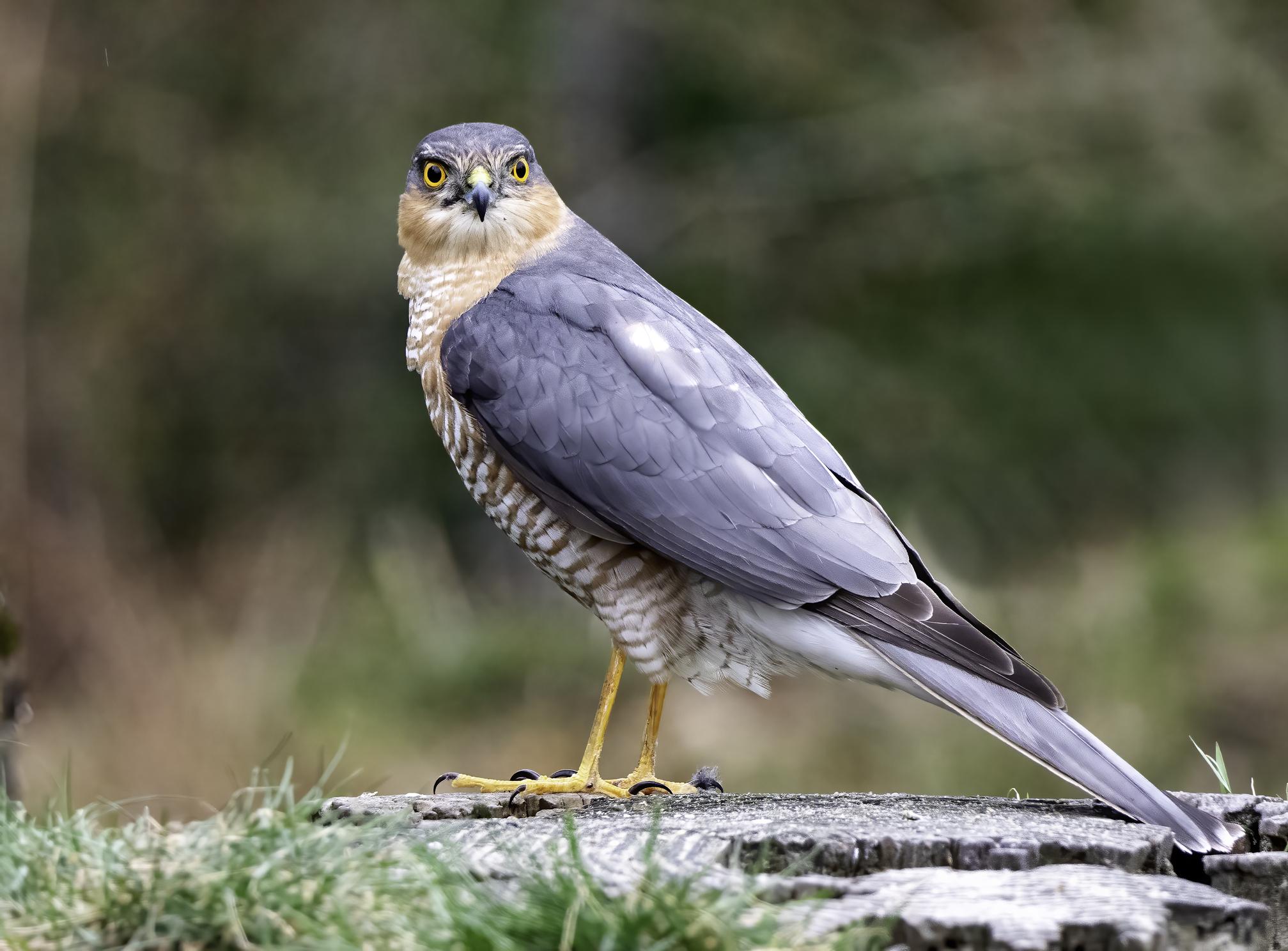 Carnivorous Birds List - Examples of Birds of Prey With Photos