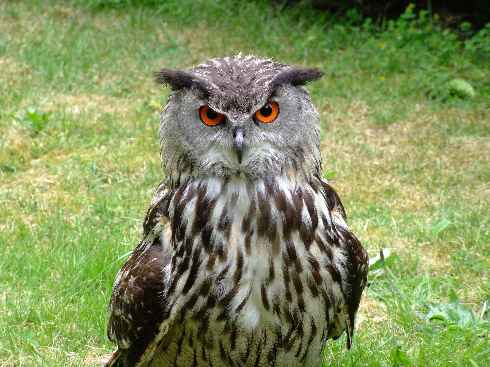 Carnivorous Birds List - Examples of Birds of Prey With Photos
