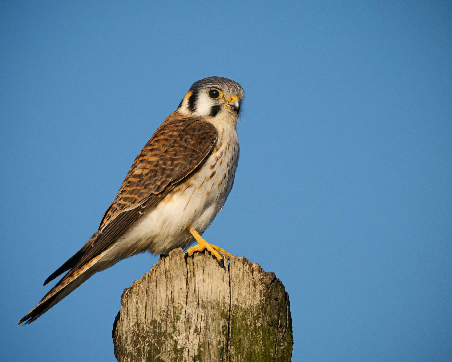 Carnivorous Birds List - Examples of Birds of Prey With Photos