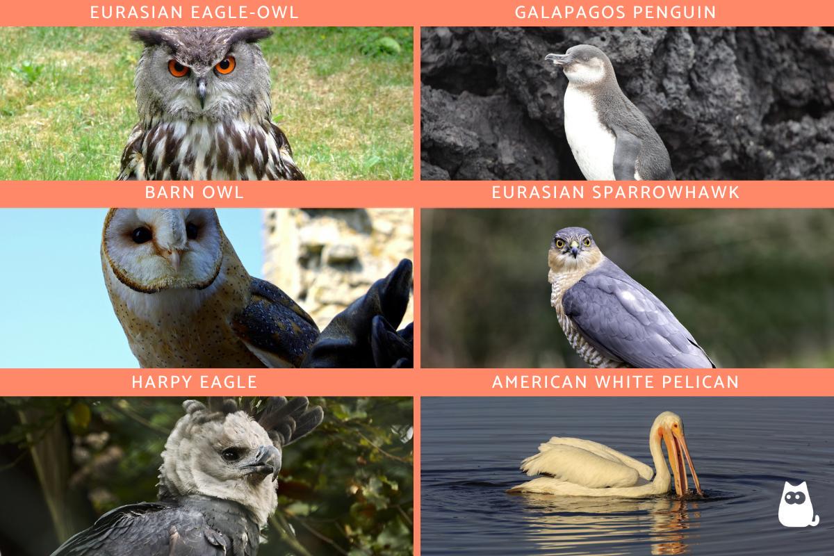 Carnivorous Birds List - Examples of Birds of Prey With Photos