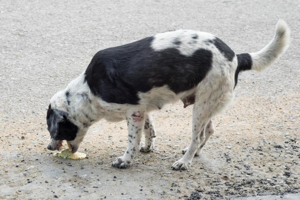 Can Dogs Eat Mint Leaves? - Types of Mint for Dogs
