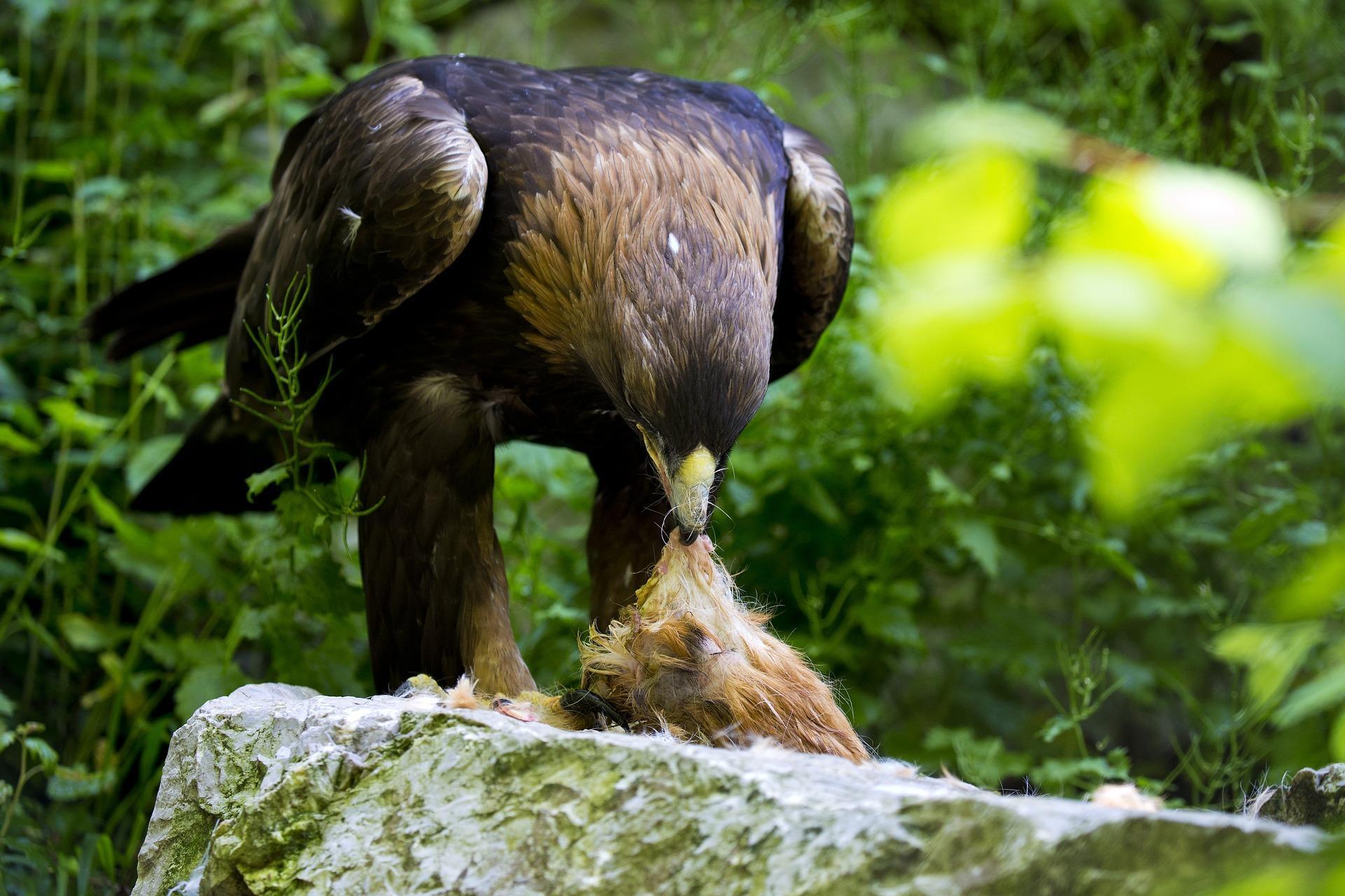 Carnivorous Birds List Examples Of Birds Of Prey With Photos