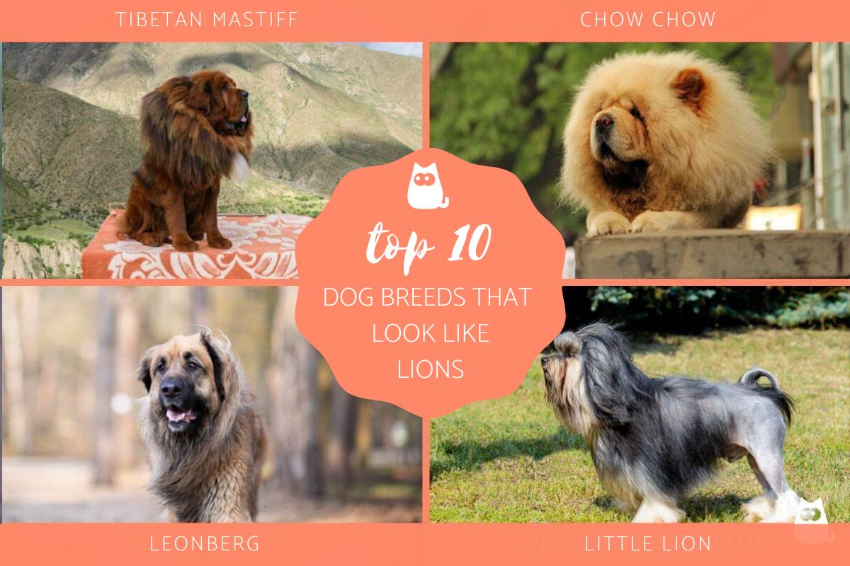 10 Dog Breeds That Look Like Lions - With Photos!