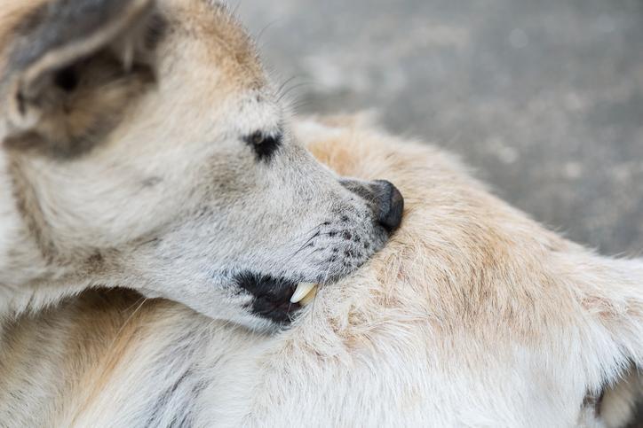 Methylprednisolone for Dogs - Depo-Medrol Uses, Dosage and Side Effects