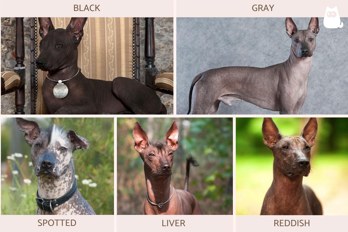 Types of Xoloitzcuintle - Size and Coat With Photos