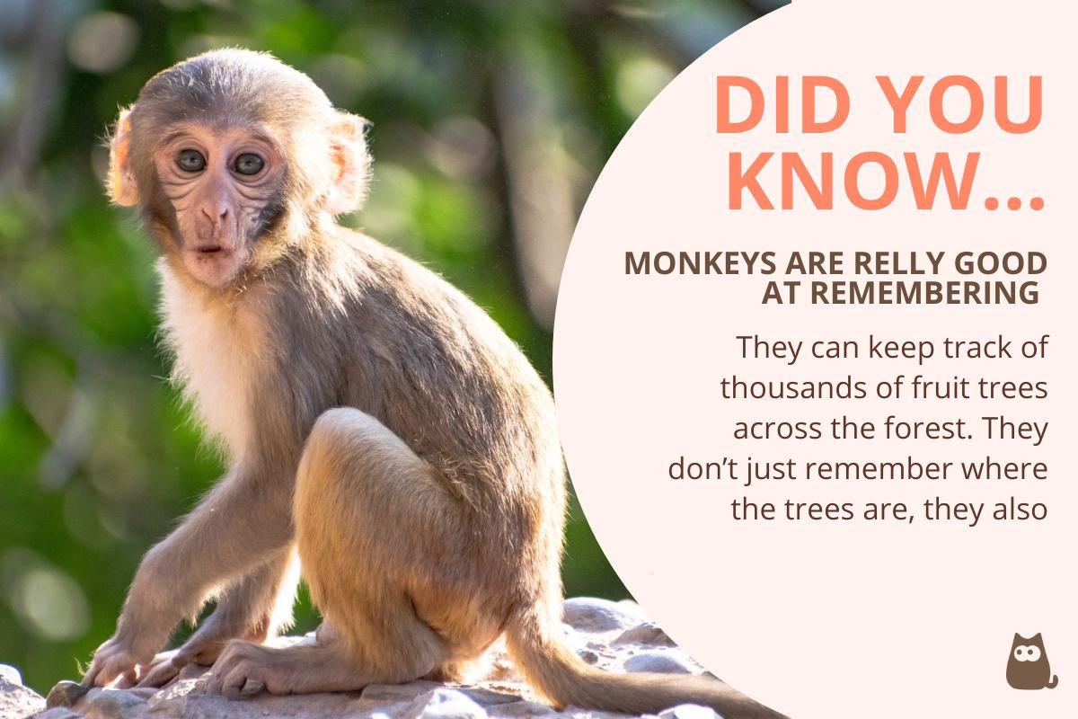10 Amazing Monkey Facts Most People Don’t Know