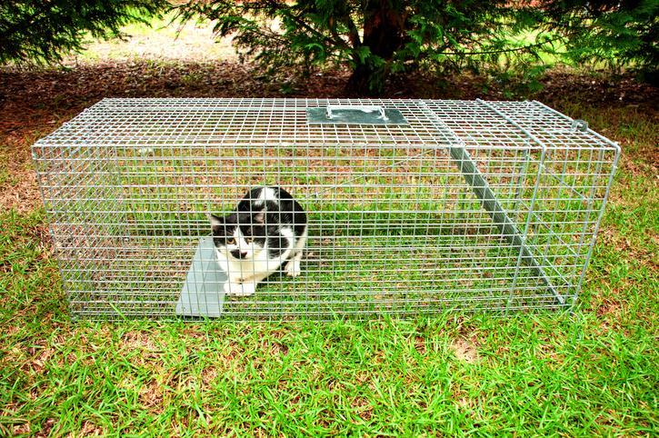 How to Catch a Stray Cat Safely - Humane Cat Trapping
