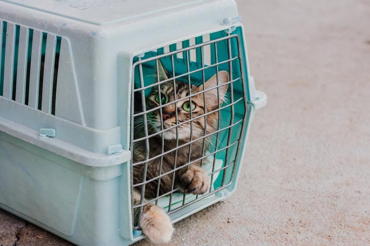 How to Catch a Stray Cat Safely - Humane Cat Trapping