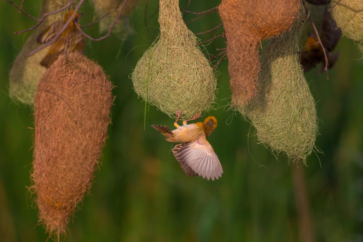Interesting Facts about Birds - 15 Surprising Facts That Will Astonish You