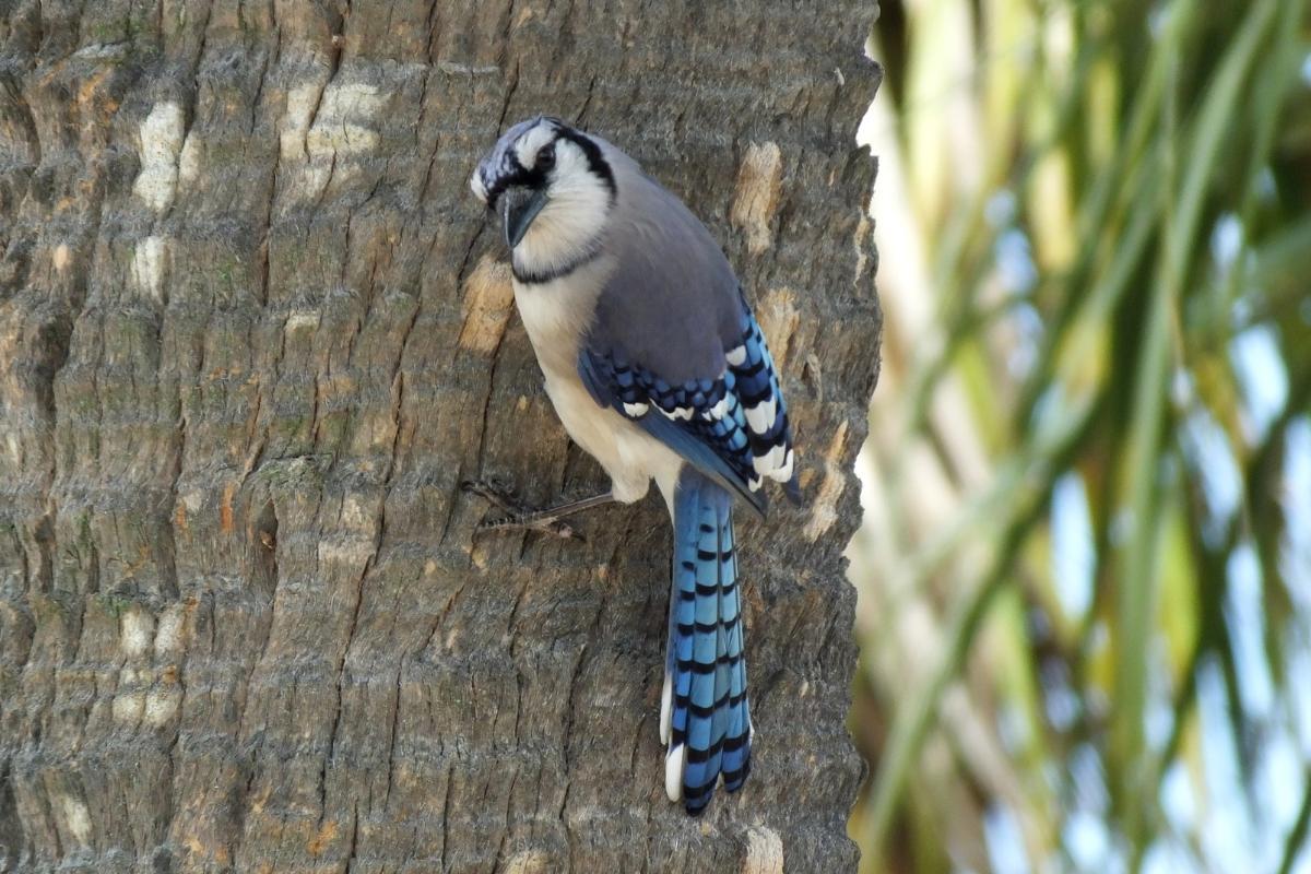 Interesting Facts about Birds - 15 Surprising Facts That Will Astonish You