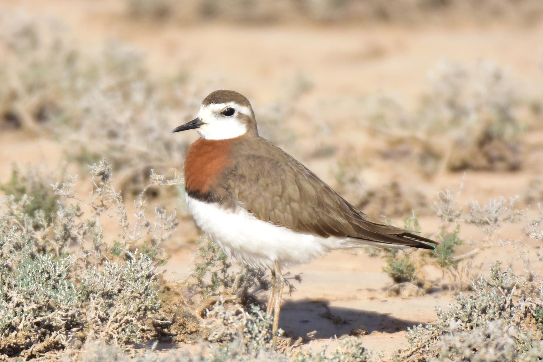 Interesting Facts about Birds - 15 Surprising Facts That Will Astonish You