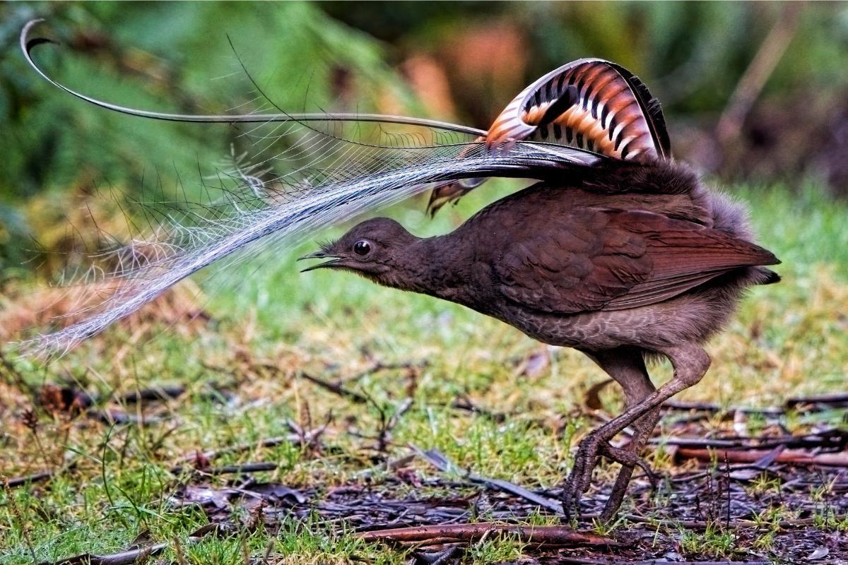 Interesting Facts about Birds - 15 Surprising Facts That Will Astonish You