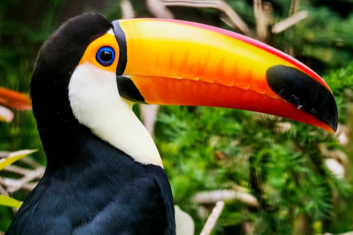 Interesting Facts about Birds - 15 Surprising Facts That Will Astonish You