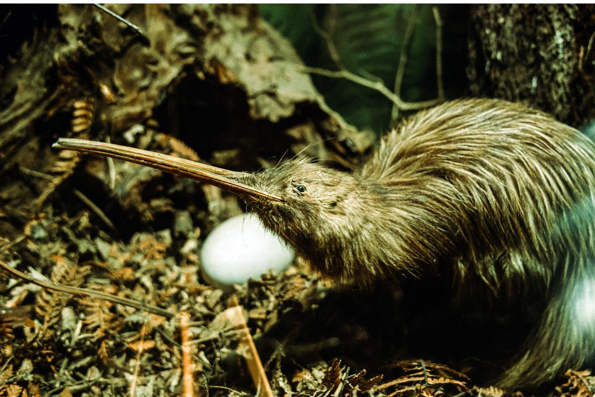 Interesting Facts about Birds - 15 Surprising Facts That Will Astonish You