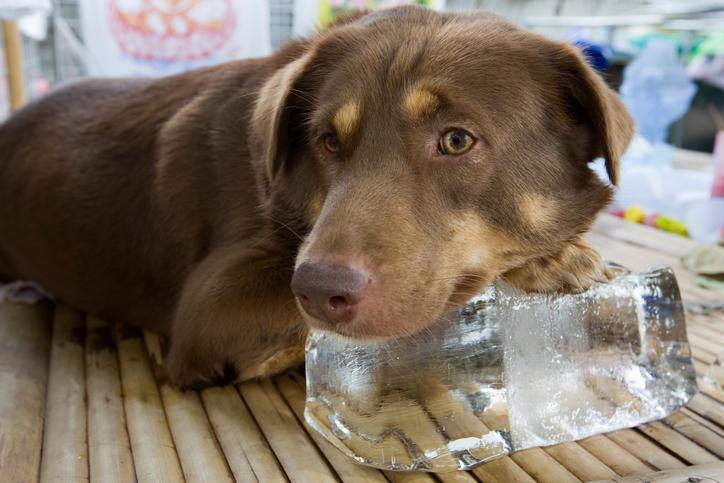 Dog Overheating - Signs, Symptoms and What To Do!
