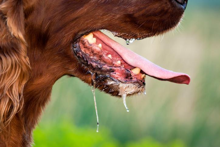Dog Overheating - Signs, Symptoms and What To Do!