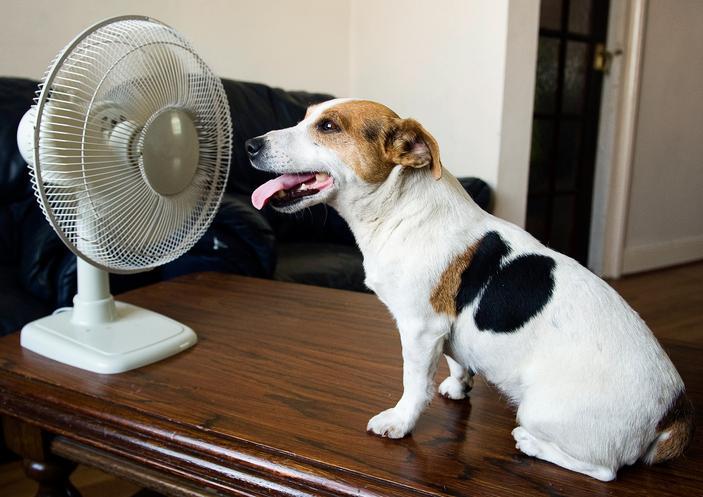 Dog Overheating - Signs, Symptoms and What To Do!