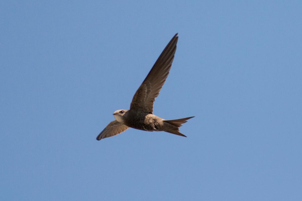 Interesting Facts about Birds - 15 Surprising Facts That Will Astonish You