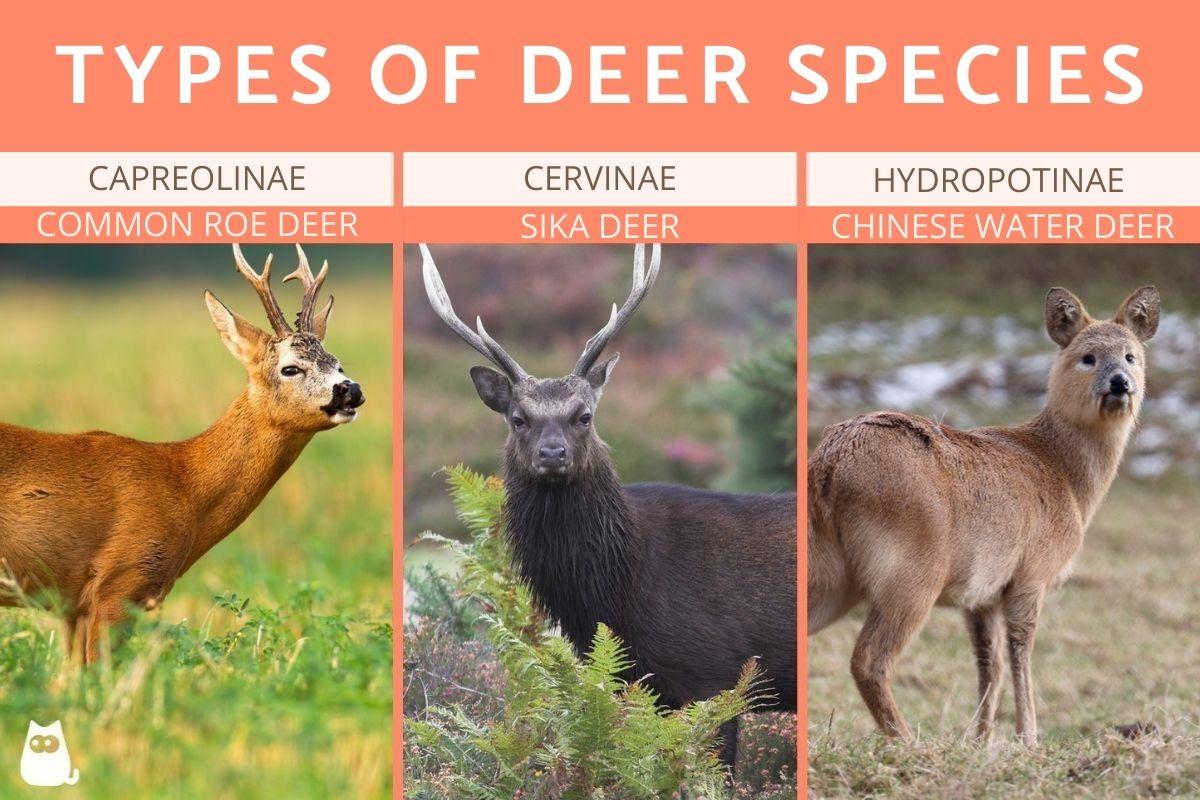 Different Types of Deer Species - Cervid Animals With Photos