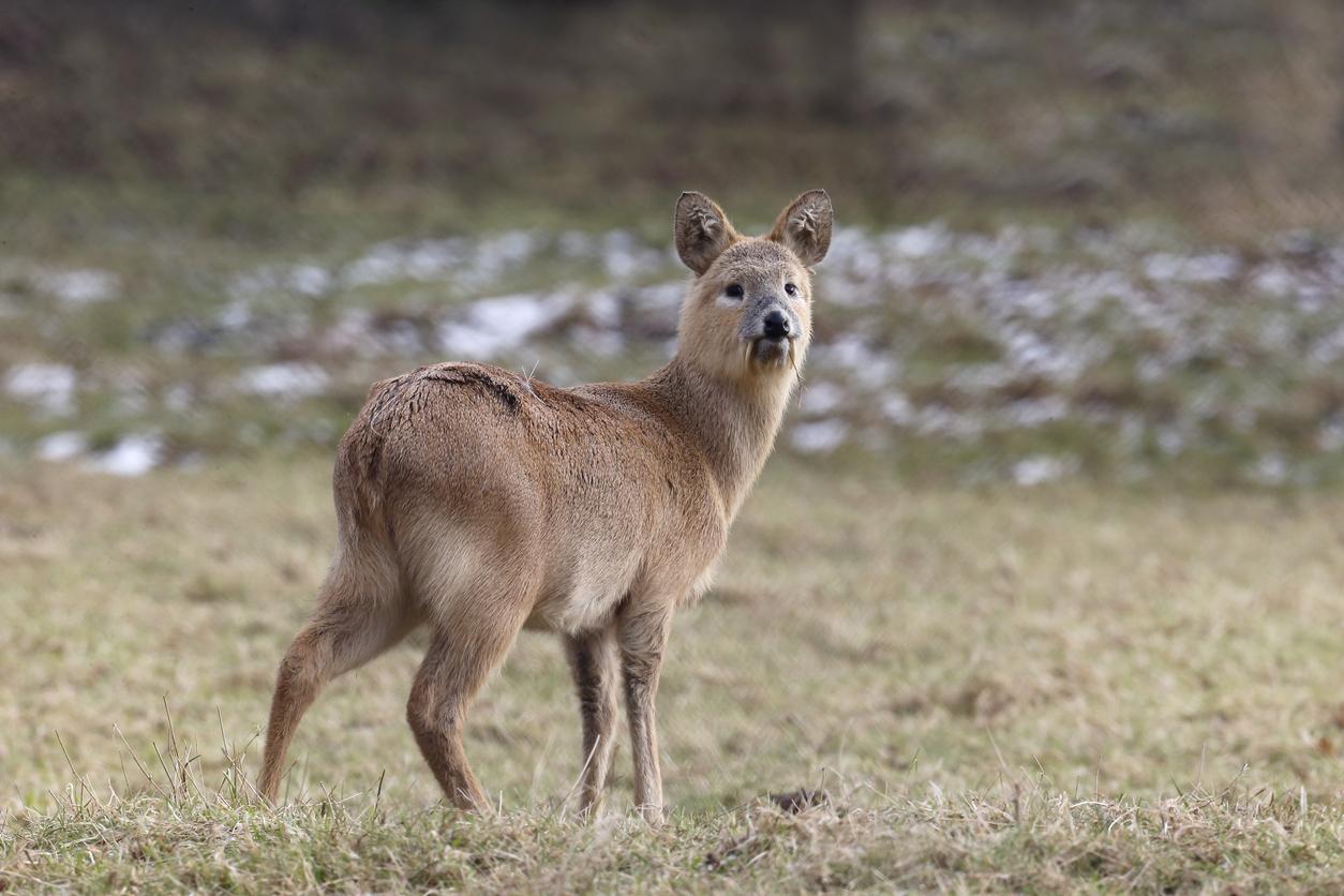 Different Types of Deer Species - Cervid Animals With Photos