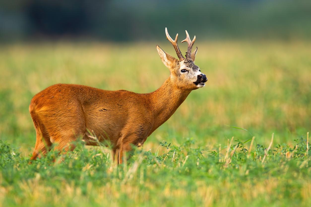 Different Types of Deer Species - Cervid Animals With Photos